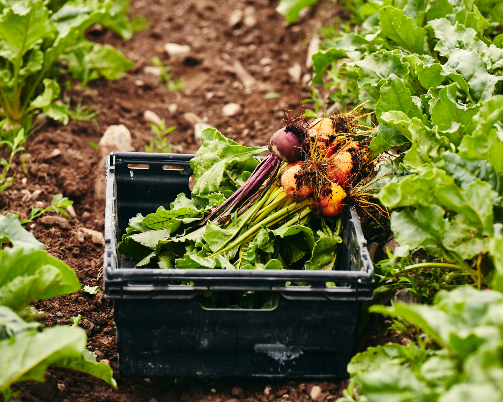 Home - Millbank Farm