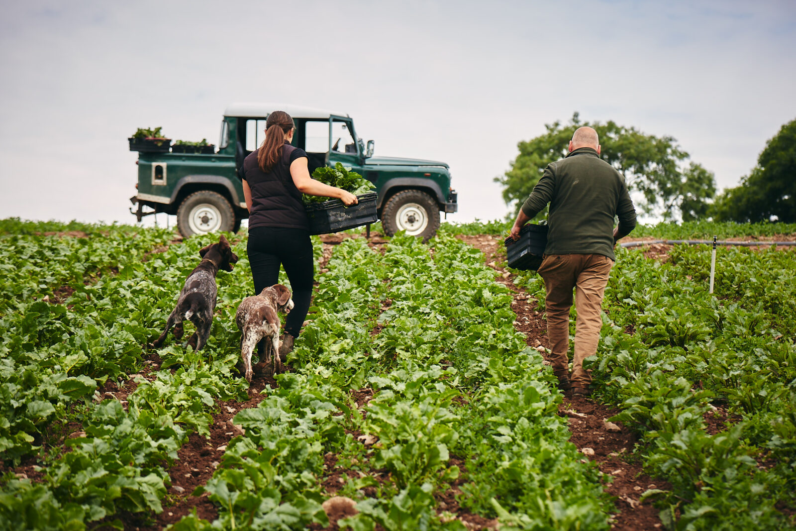 Home - Millbank Farm